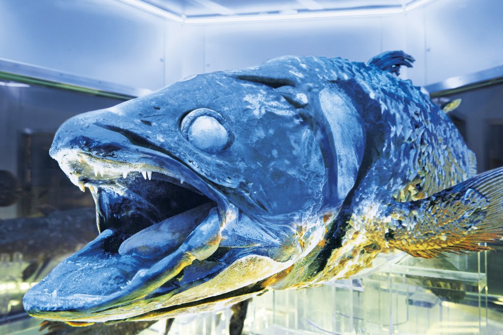 Numazu Deep Sea Aquarium｜See & Do｜VISIT NUMAZU｜The official tourism and ...